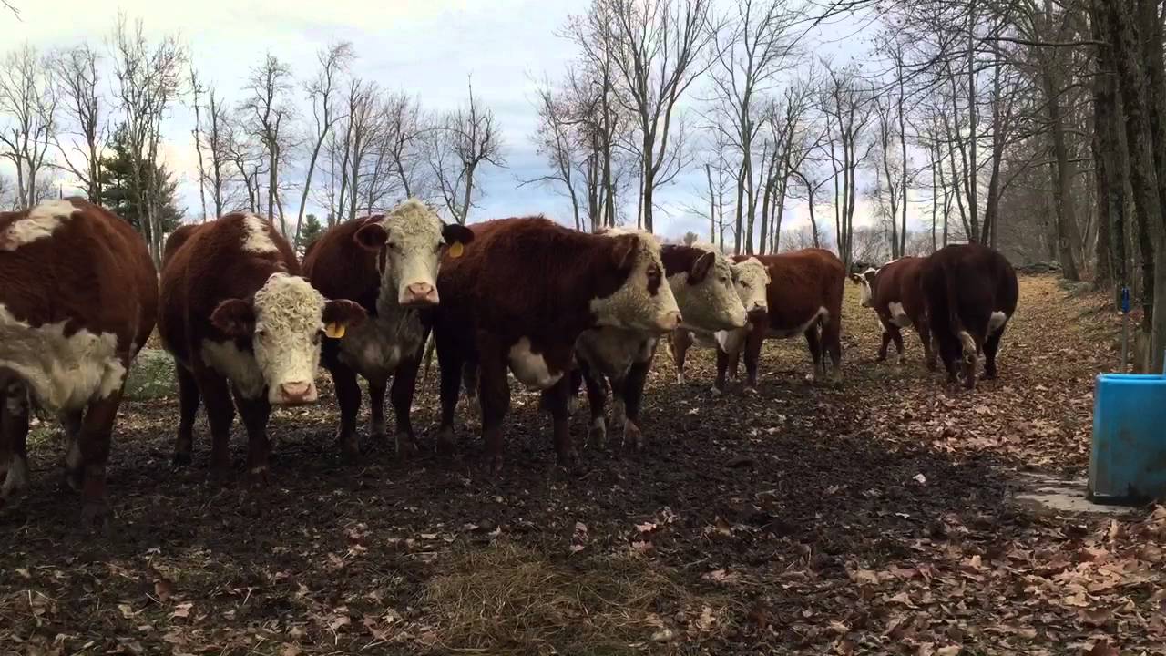 Turn the bull out - YouTube