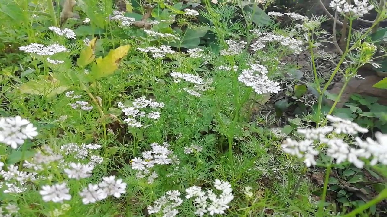Dhania Tree. - YouTube
