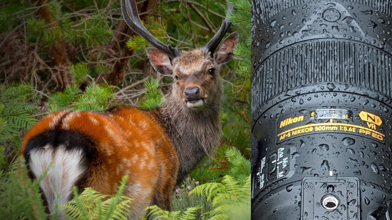Sika Deer are Amazing | Wildlife Photography Vlog | Nikon D850 & 500PF ...