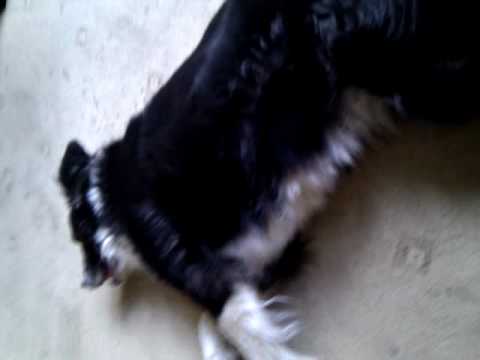 Border Collie Girl - Roll Over Trick - YouTube