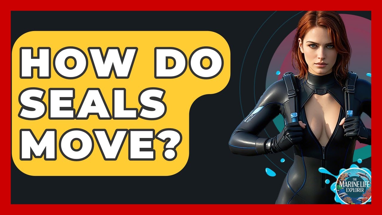 How Do Seals Move? - The Marine Life Explorer - YouTube