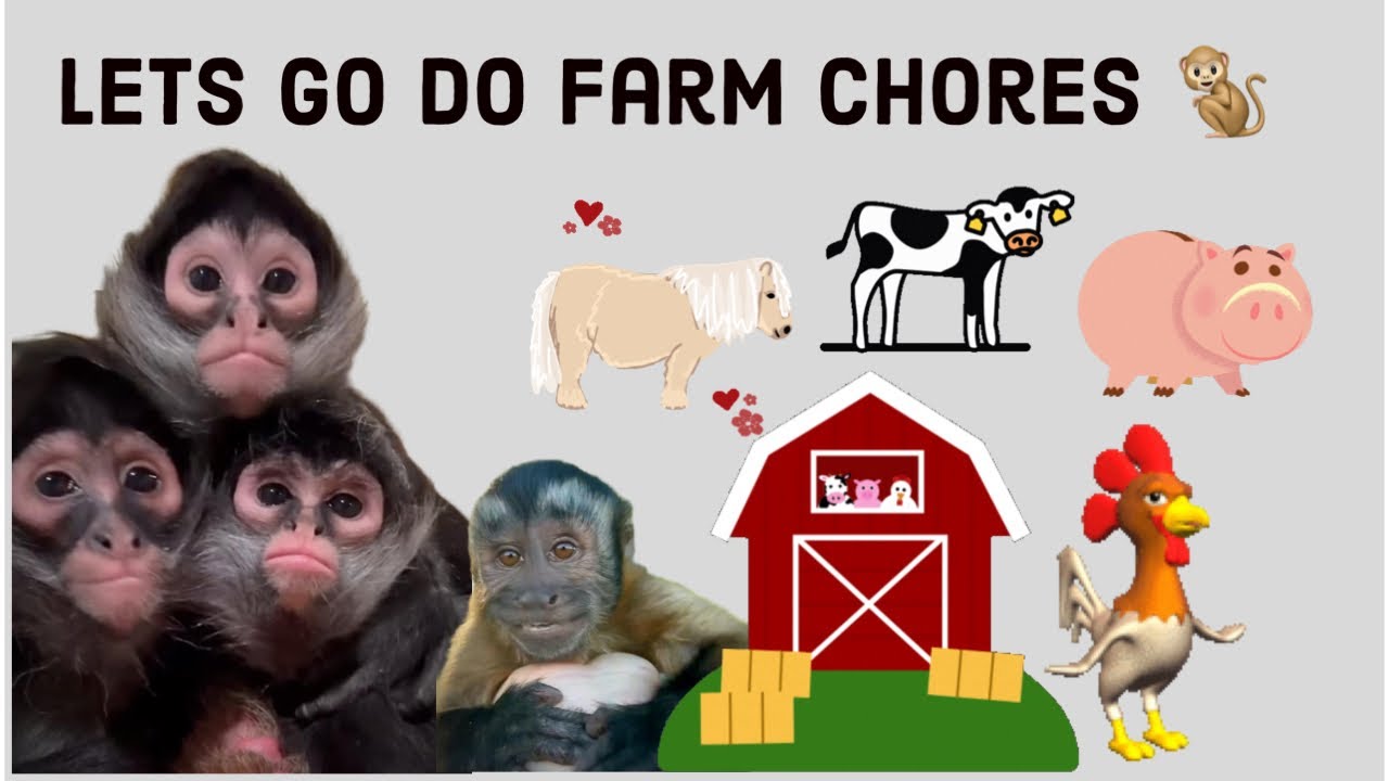 Come see all the farm animals 🩵 #animals #monkeys #pets - YouTube