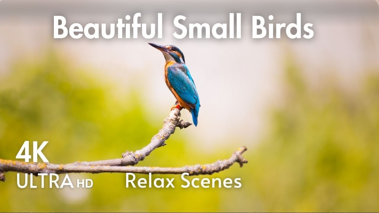 Beautiful Small Birds in 4K | Relaxing Bird Chirping Sounds from Around ...