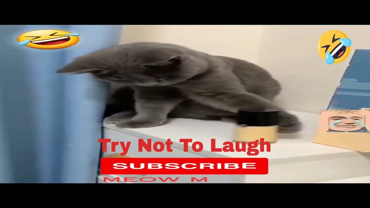 🔥Most Trending Animal Videos - Funniest Cats and Dogs 2023 😺 | Meow ...