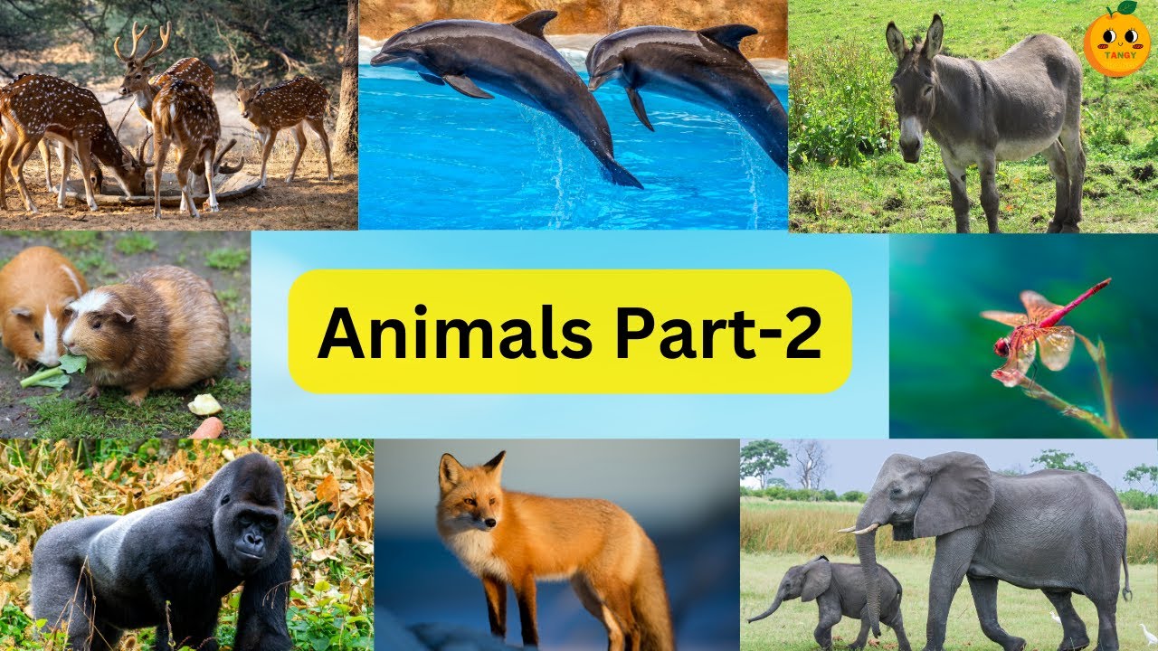 Animal sounds | Animals Name and sound-2 | Animals| Animal sounds for ...