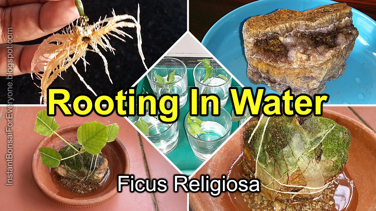 Rooting cuttings in water - Ficus Religiosa / Peepal tree - Part 3 ...