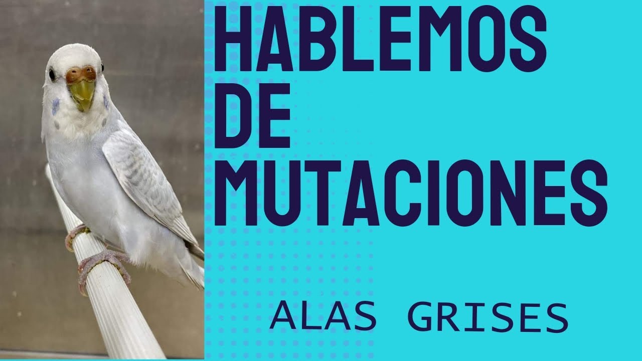 hablemos de mutaciones:los alas grises - YouTube