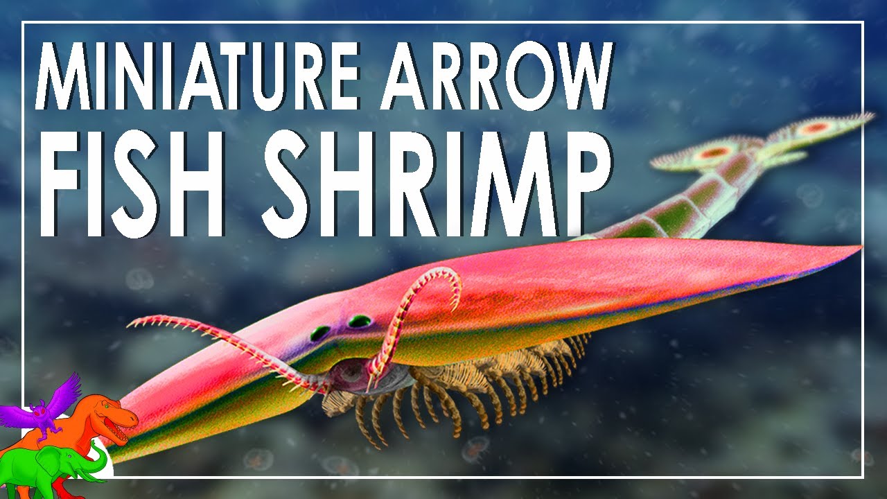 Miniature Arrow-Shaped Fish Shrimp | Erjiecaris - YouTube