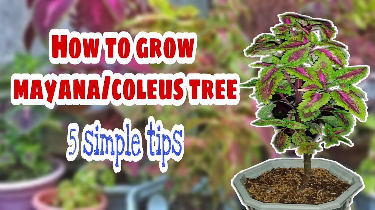HOW TO GROW MAYANA/COLEUS TREE | Mommy K 6 - YouTube
