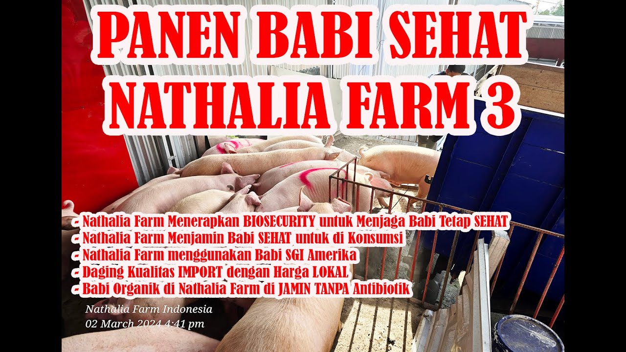 PANEN BABI SEHAT ORGANIK NATHALIA FARM 3 - YouTube