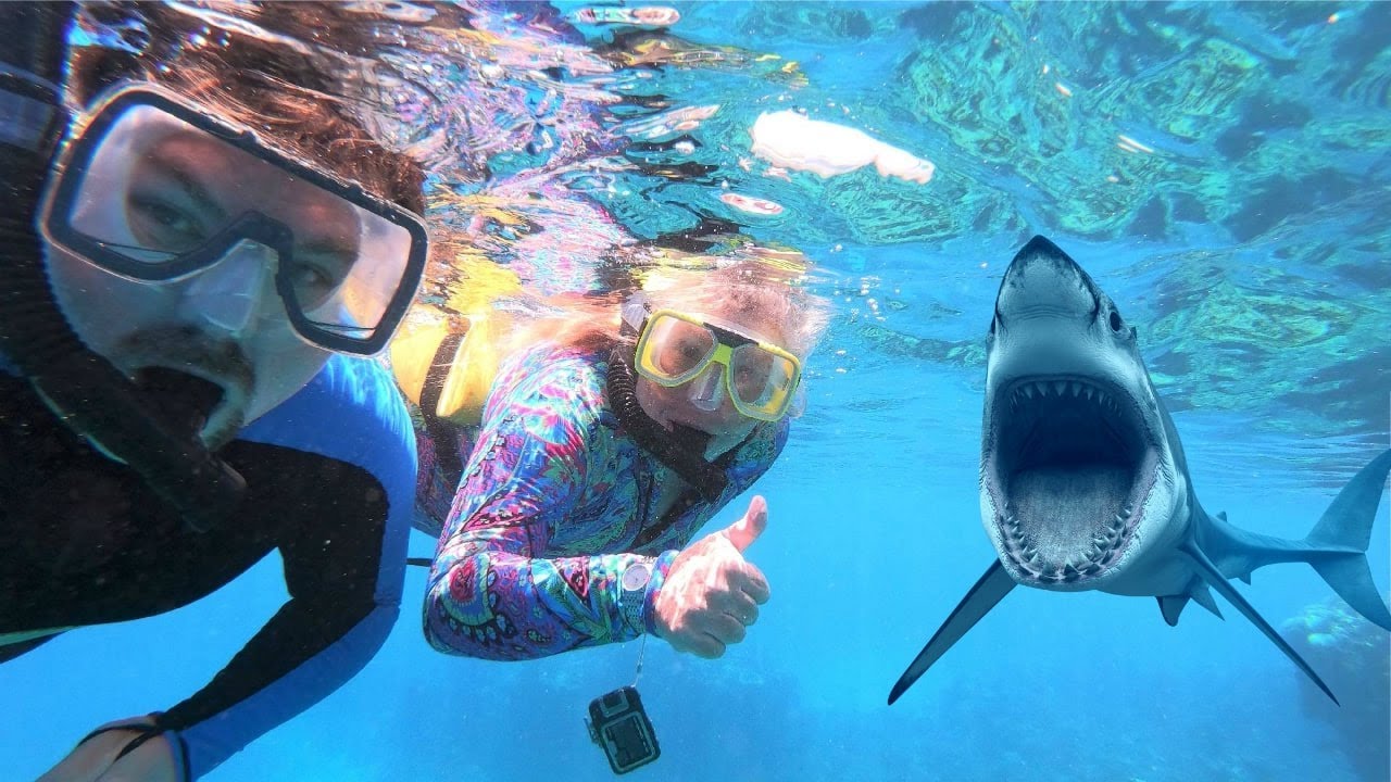 Snorkeling Great Barrier Reef on Sailing Catamaran dead. Bob checks out ...