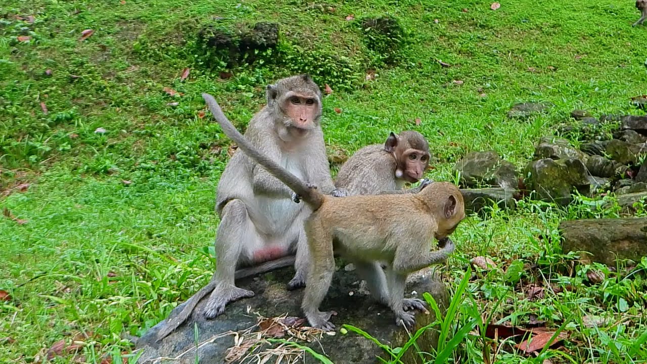 Great morning with beautiful monkeys - YouTube