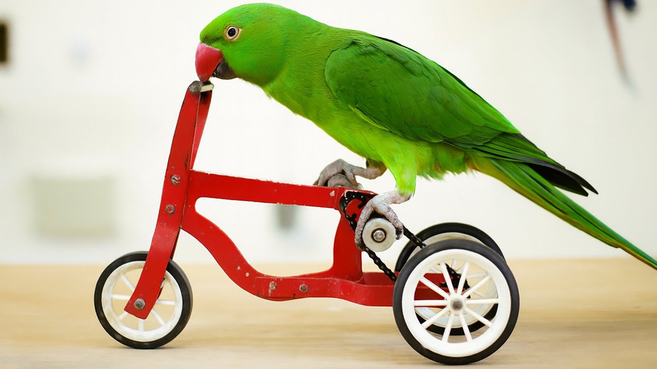 Awe Funny bird riding bike - Best Wild animals video compilation - YouTube