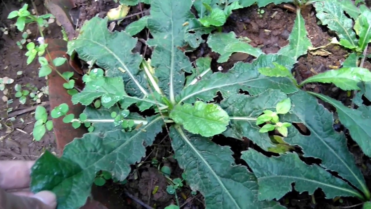 Tanaman Tapak Liman, Prickly leaved elphant foot (Elephantopus scaber ...