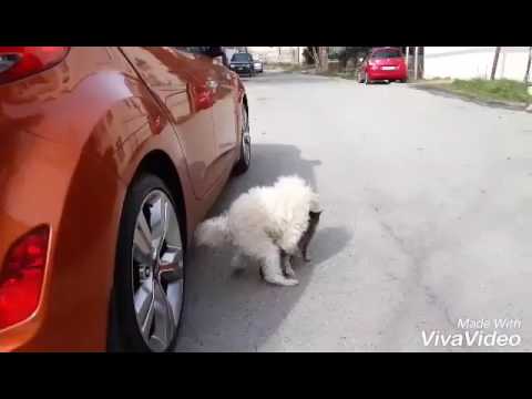 Bakida ehtirasli sevgi