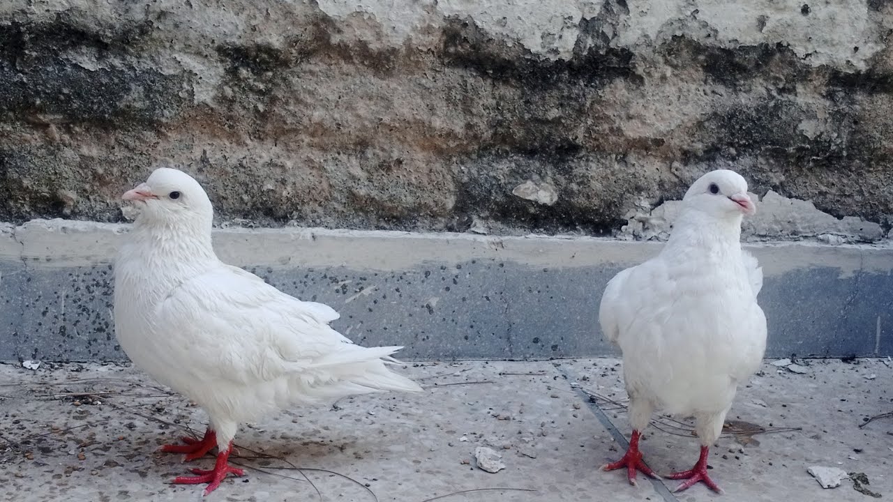 Birds ko nehla deya or kia pigeon baby ko tame Karna chahiye (Mini vlog ...