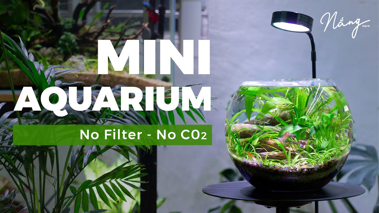 mini aquarium, nano tank - YouTube