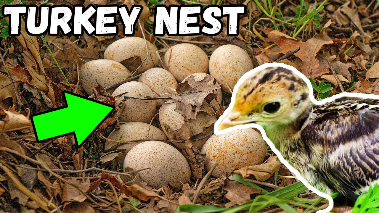 Factors for TURKEY NEST SUCCESS and POULT SURVIVAL - (Missouri Turkey ...