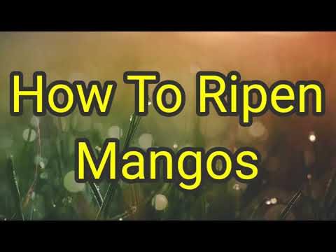 How To Ripen Mangos | How to ripen mangos naturally | ripe Mango | DIY ...
