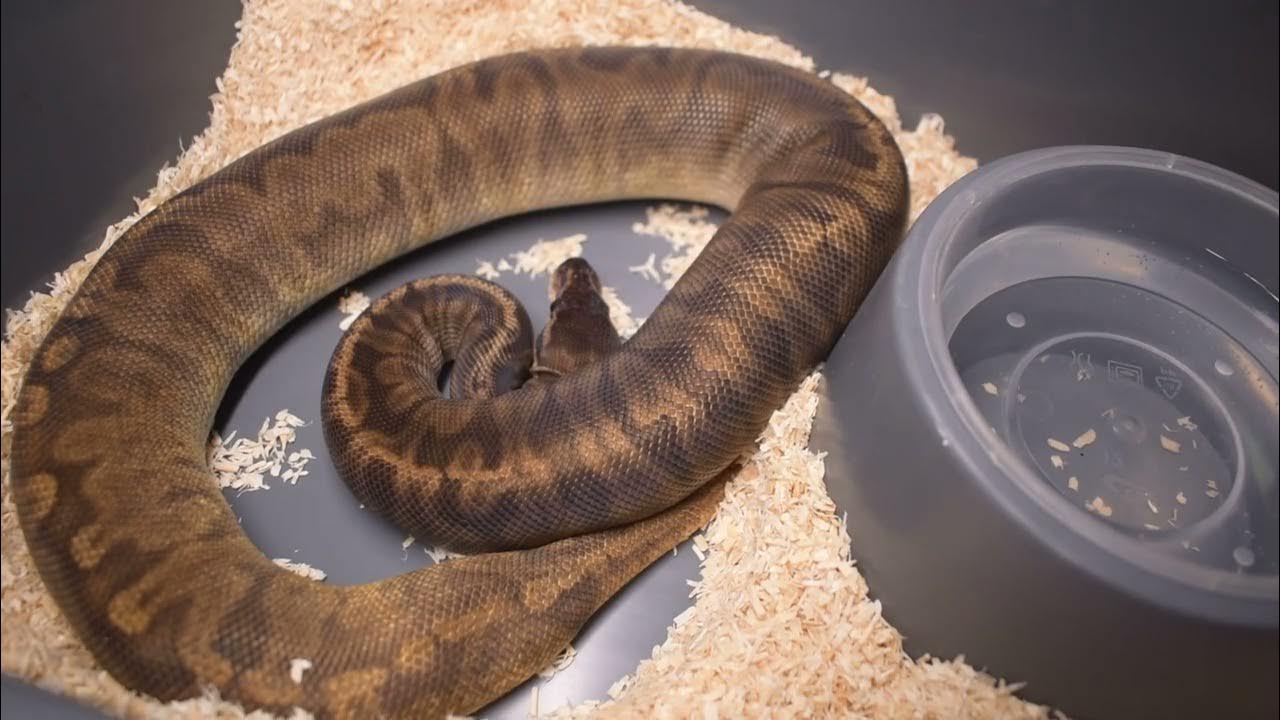 vlog 10 sunset ball python updates and breedings - YouTube