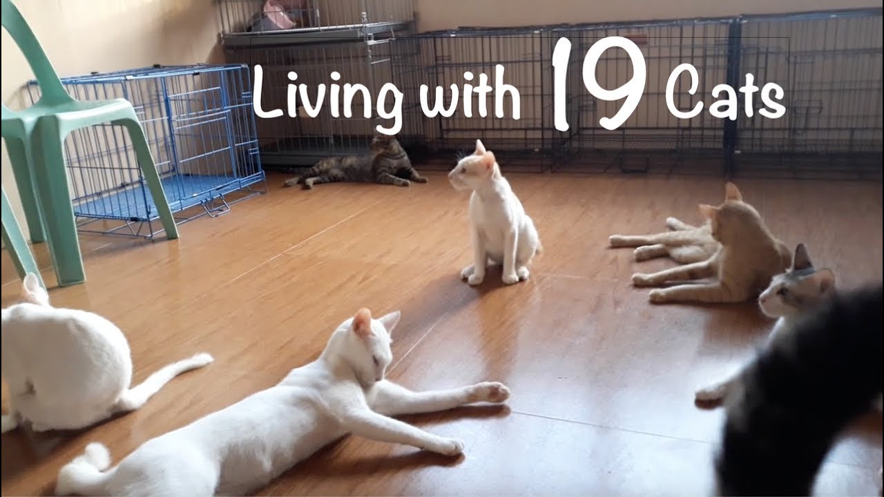 Living with 19 Cats - YouTube