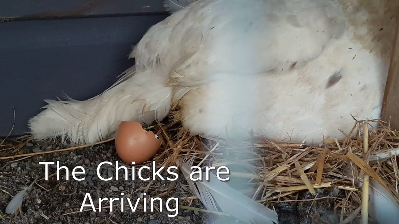 Alan's Allotment #66 we have Chicks - YouTube