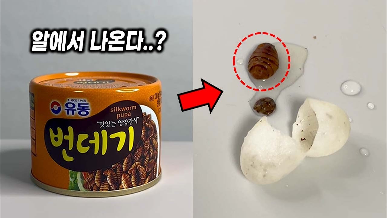 Silkworm Korea