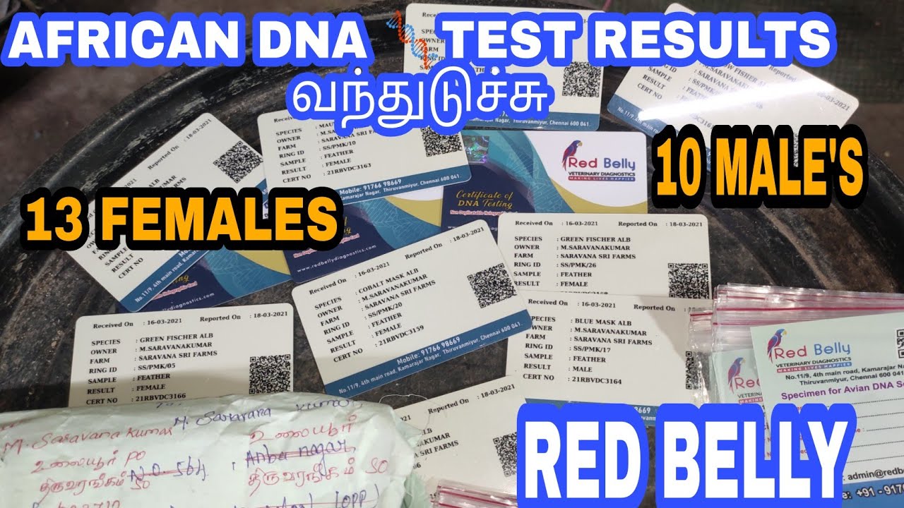 AFRICAN DNA🧬 TEST RESULTS வந்துடுச்சு. 13 FEMALES 10 MALES. RED BELLY ...
