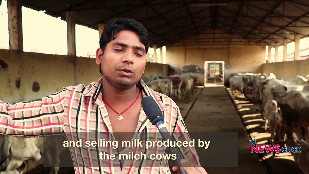 The Government of the Cows, Doesn't Care About Cows - YouTube