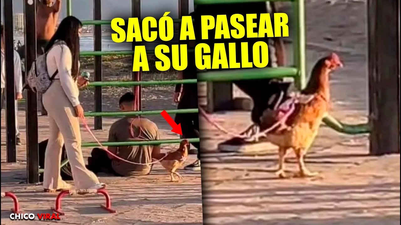 MUJER SE HACE VIRAL POR PASEAR A SU GALLO CON UNA CORREA - YouTube