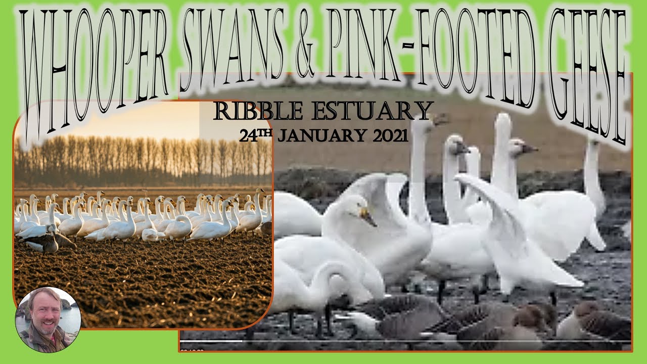 Whooper Swans & Pink-footed Geese #birds #nature - YouTube