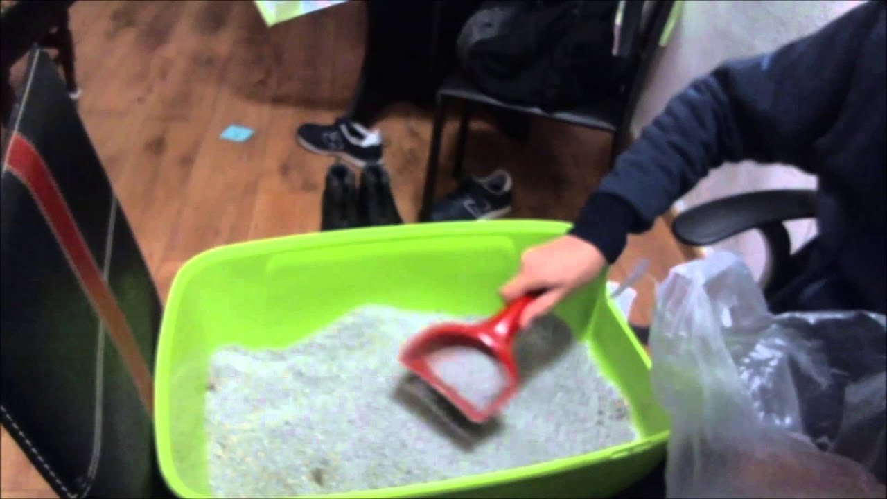 The poop cleaner! cat's poop time! - YouTube