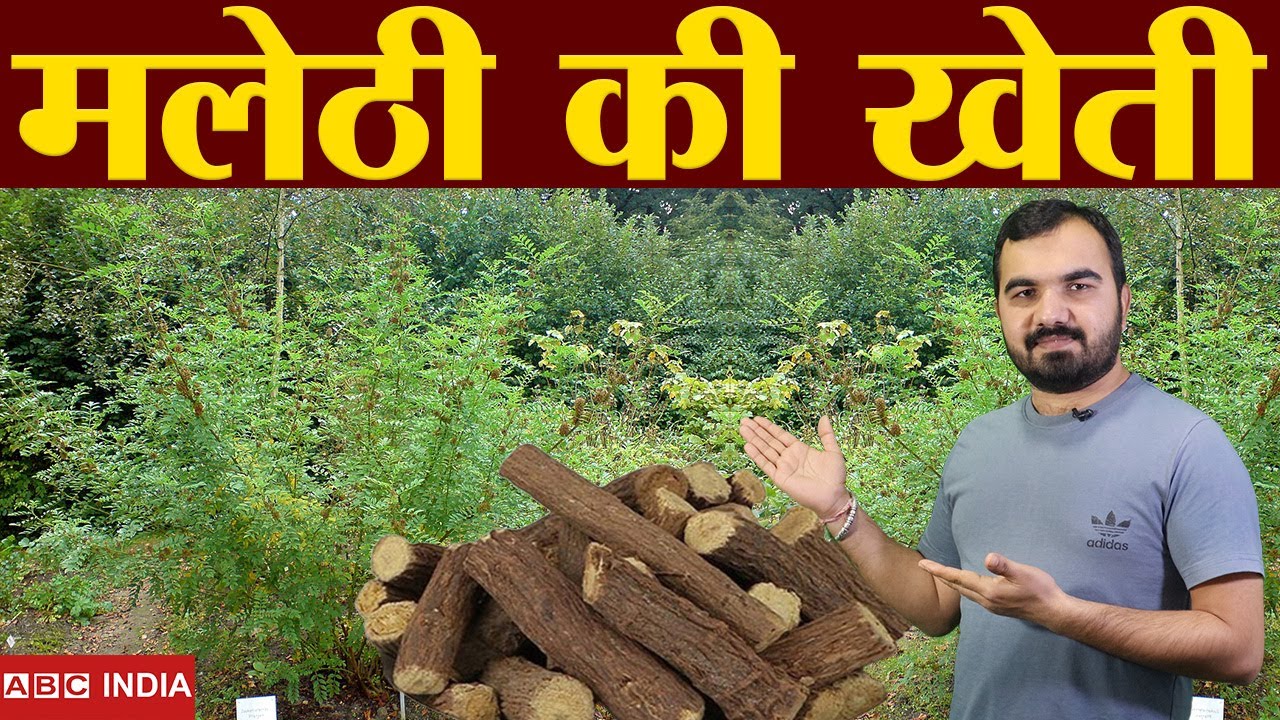 मुलेठी की खेती | Mulethi ki kheti | Mulethi farming in india | Malethi ...