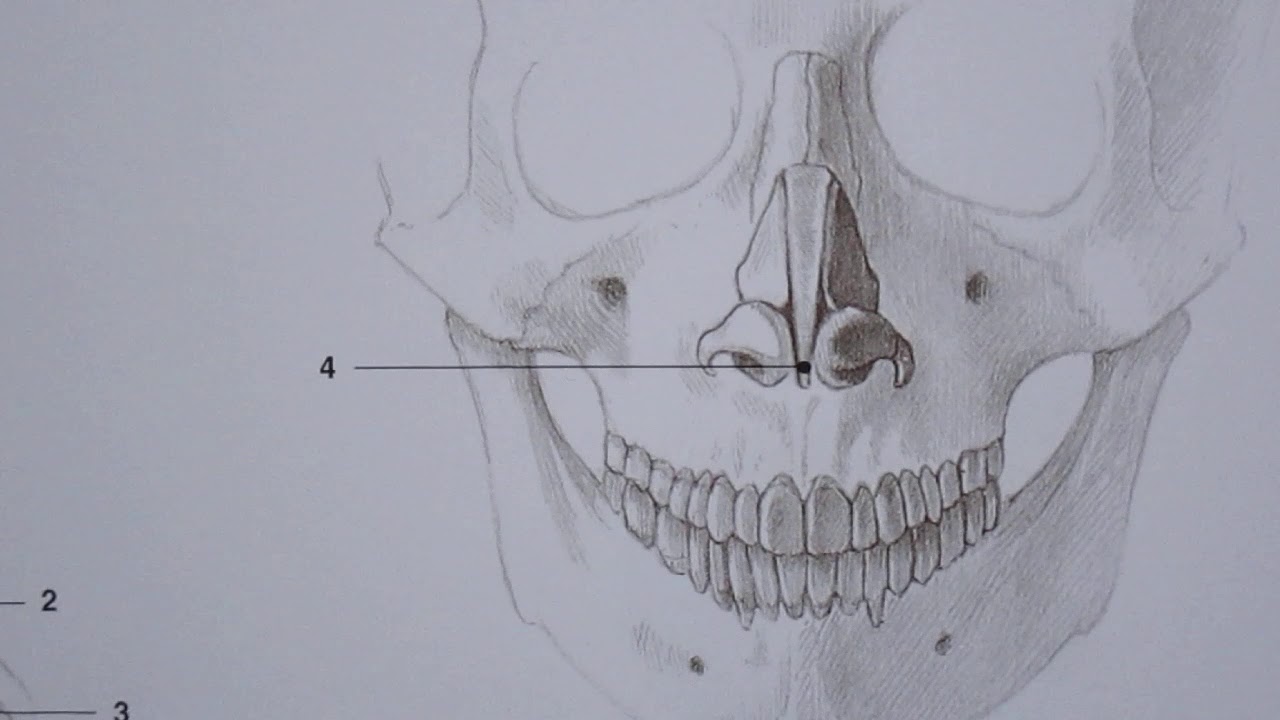 Neus tekenen en anatomie - YouTube