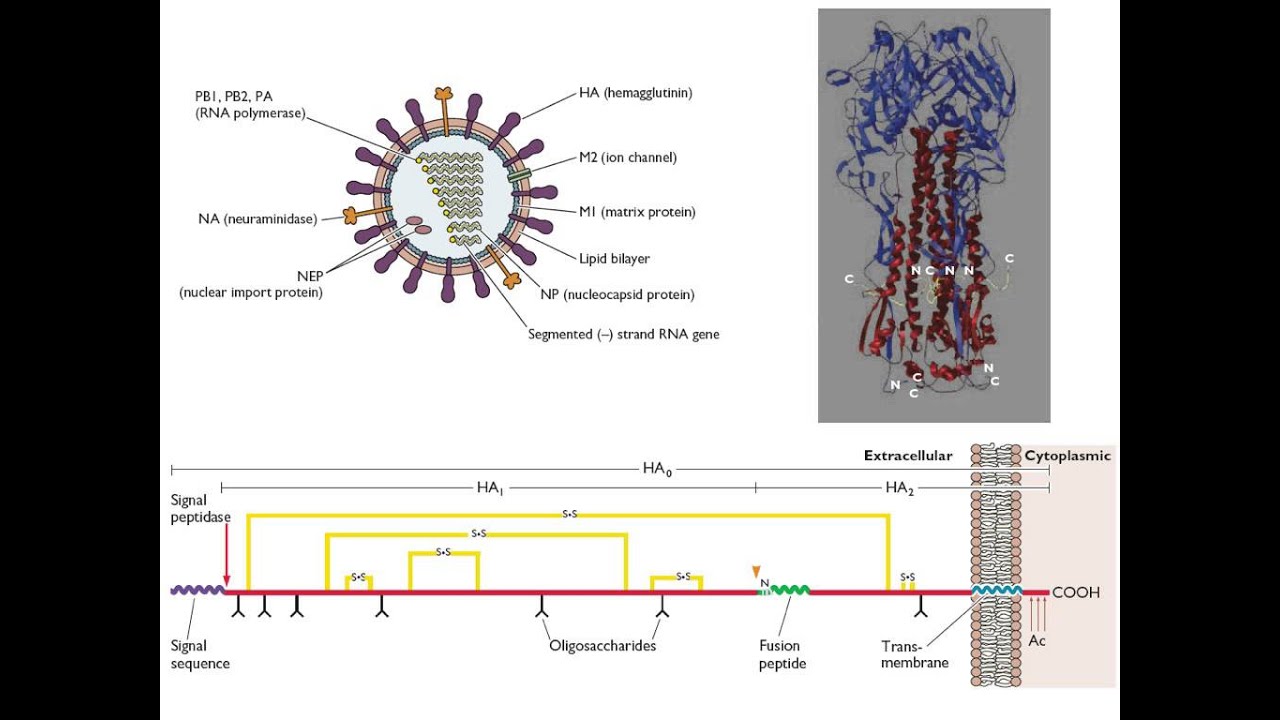 Virology 2013 Lecture #11 - Assembly - YouTube
