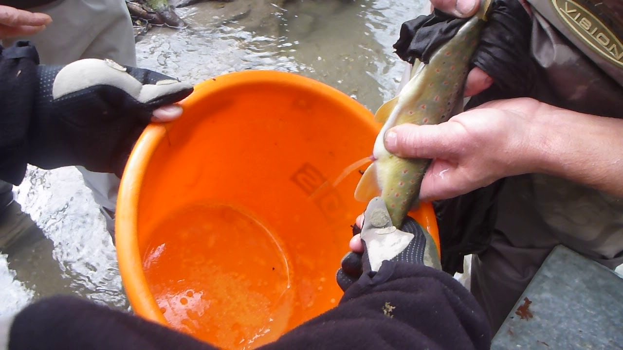 Brown trout spawning - brown trout eggs for Whitlock-Vibert Box - YouTube
