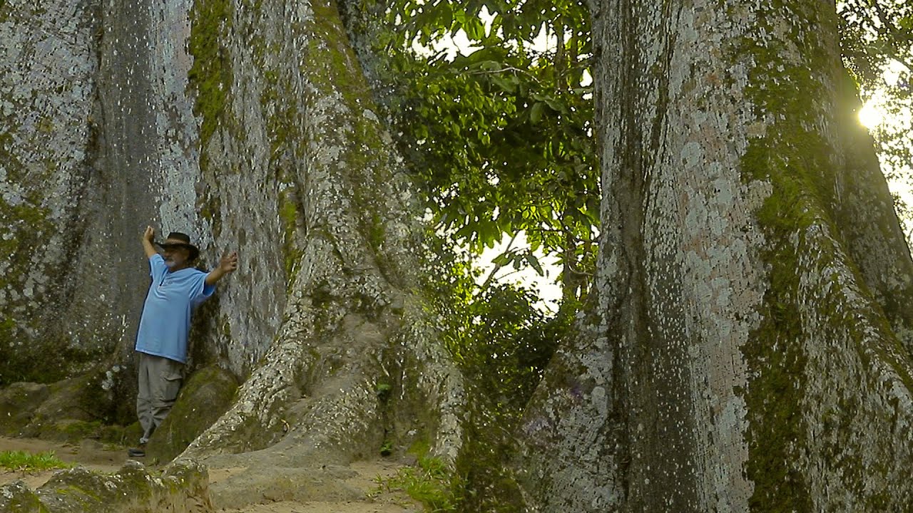El Gigante de la Amazonía Peruana (Arbol de Lupúna) - YouTube