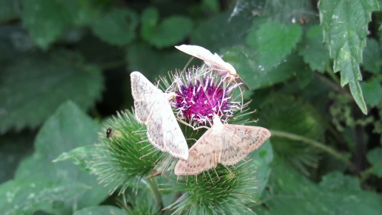 Mother of Pearl Moths (Pleuroptya ruralis) - YouTube