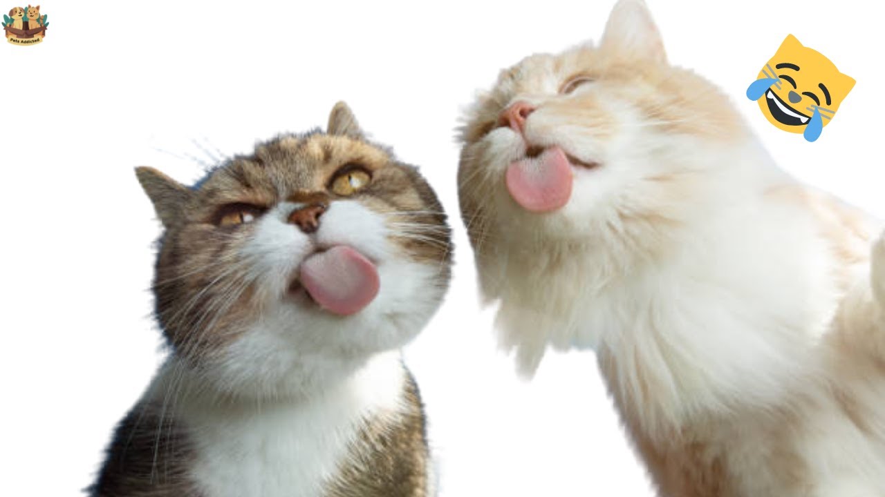 Cute And Funny Baby Cats 😸 Funniest And Cutest Cat Videos | Pets ...