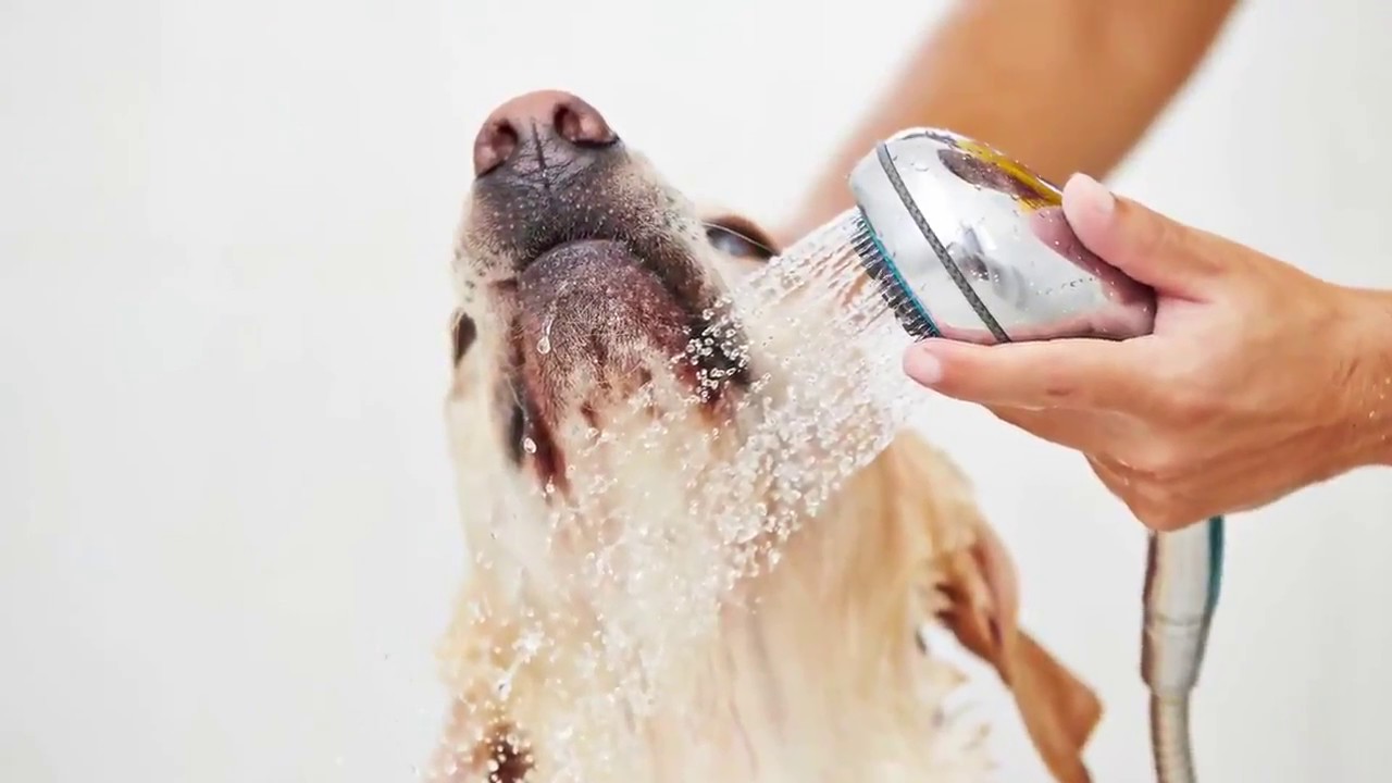 Dog Grooming Promo Video 1 - YouTube