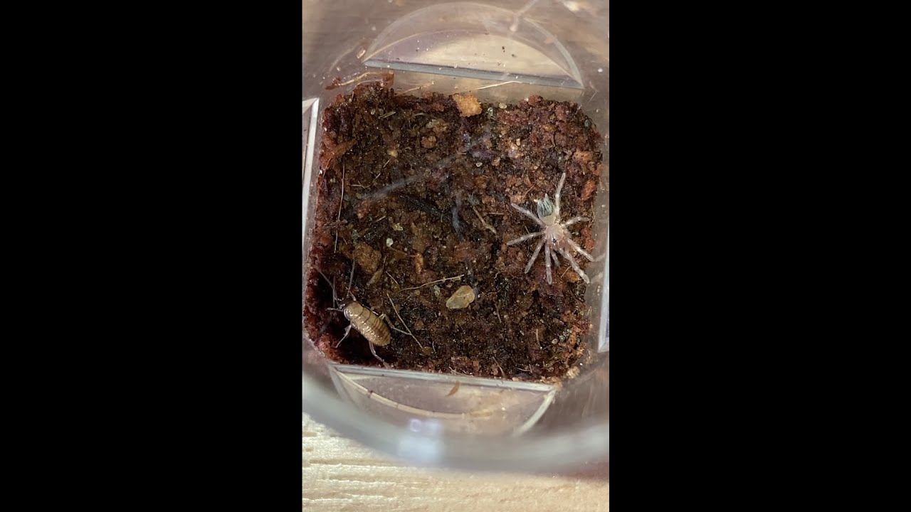 💥 BOOM 💥 Great Tarantula Attack - YouTube