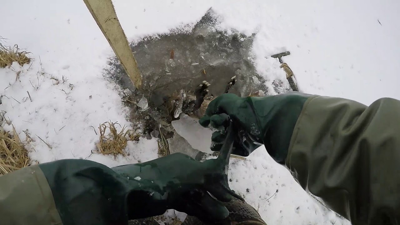 S2 Day 4 Marsh Trapping Wisconsin for Muskrats - YouTube