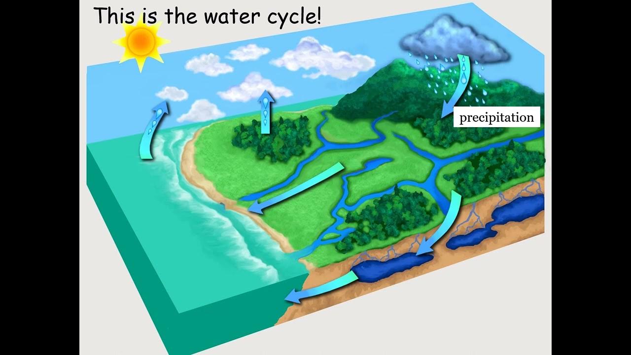 The Water Cycle-Grade 4 Lesson 3 - YouTube