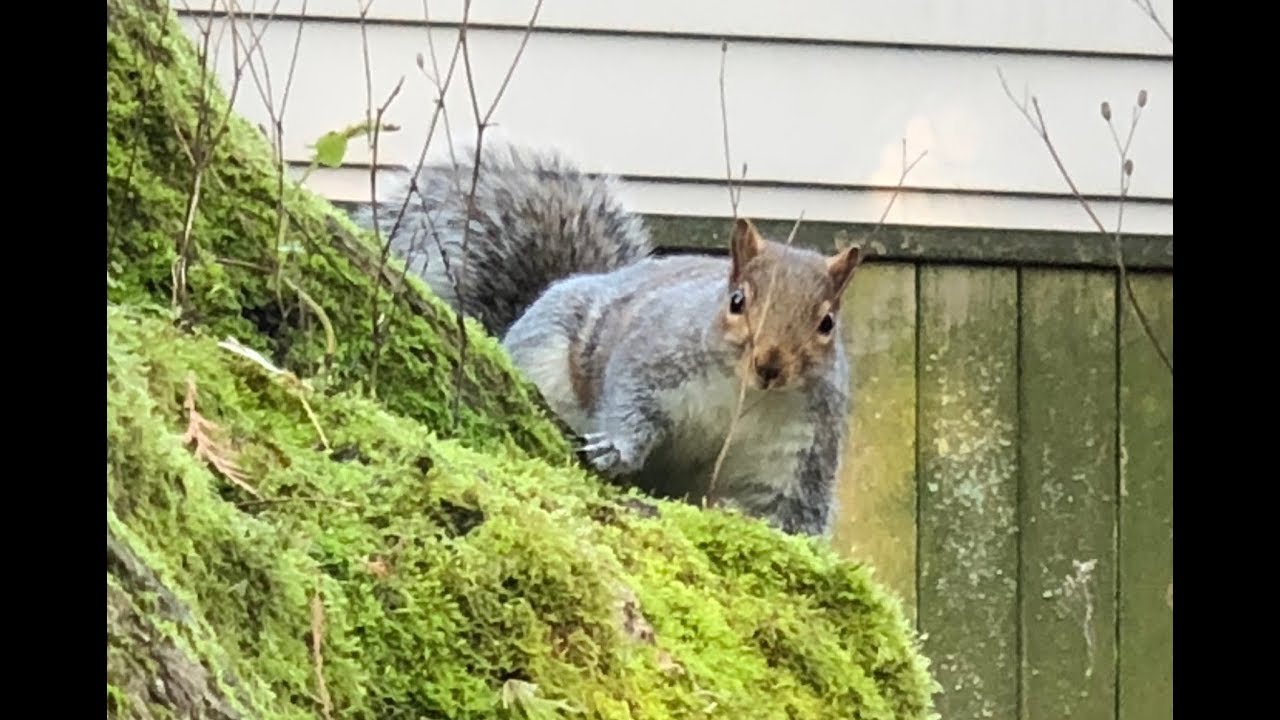 Seattle squirrel jumping around - YouTube