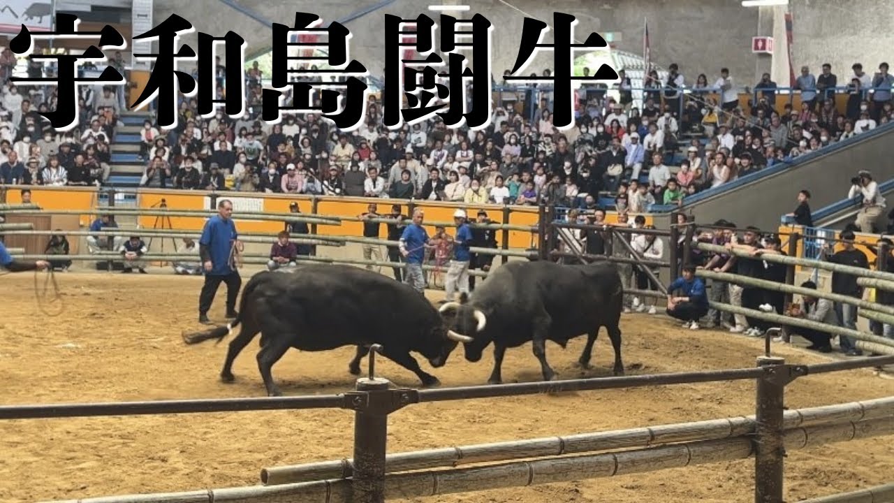 Traditional Japanese Bullfighting in Uwajima 宇和島の闘牛2025 - YouTube