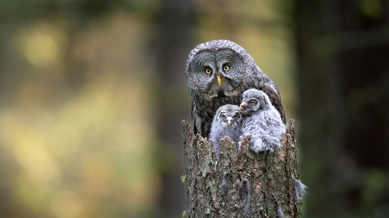 Great Gray Owl Nest - Gray Ghost of the Forest - YouTube