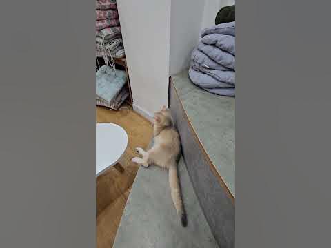 Кофейные котики #Catcaffe #travel #азия #beautiful #необычно #котокафе ...