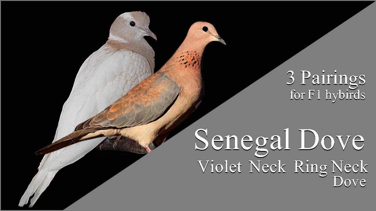 Project set for Violet Neck and many Other colored Senegal Dove Through ...