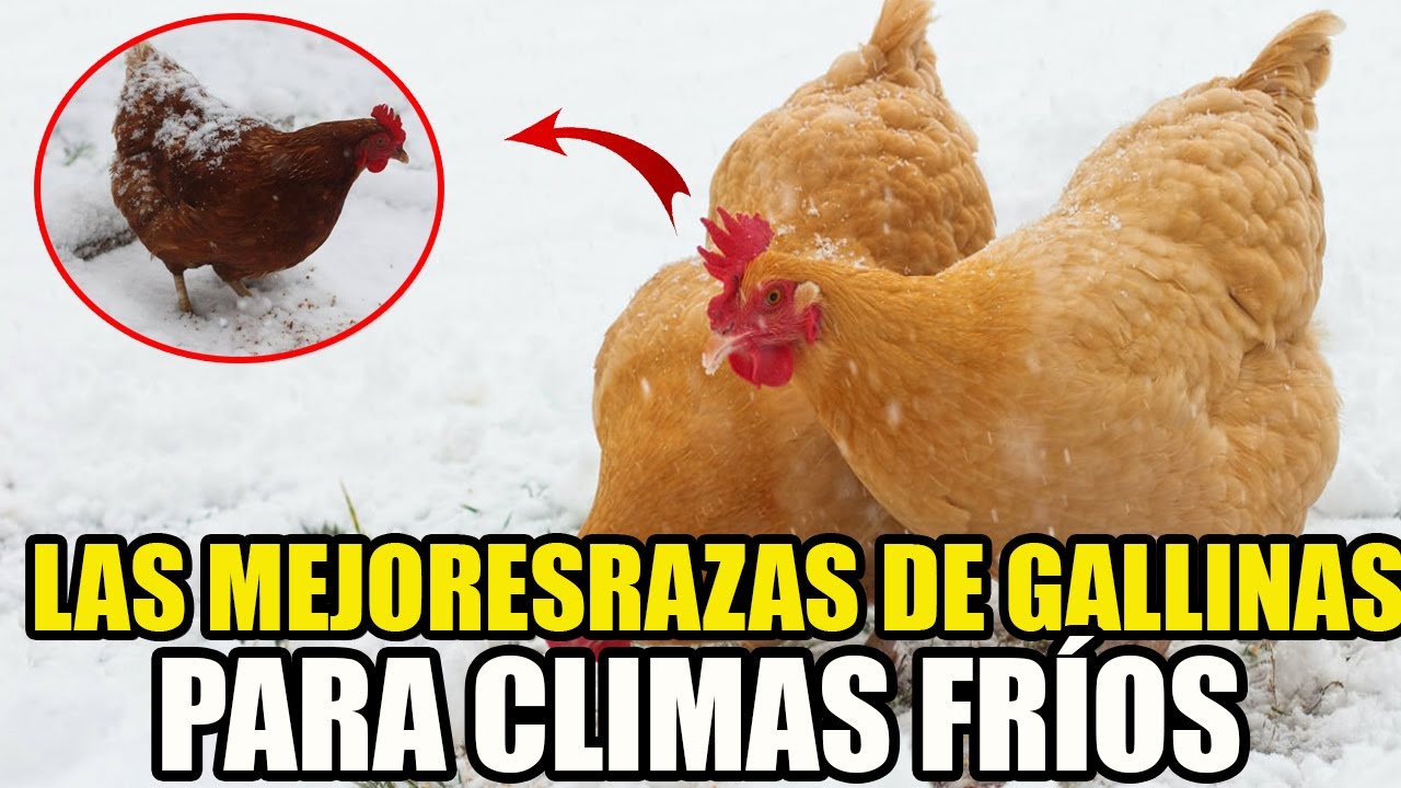 7 razas de pollo que les va bien en climas fríos🥶 - YouTube