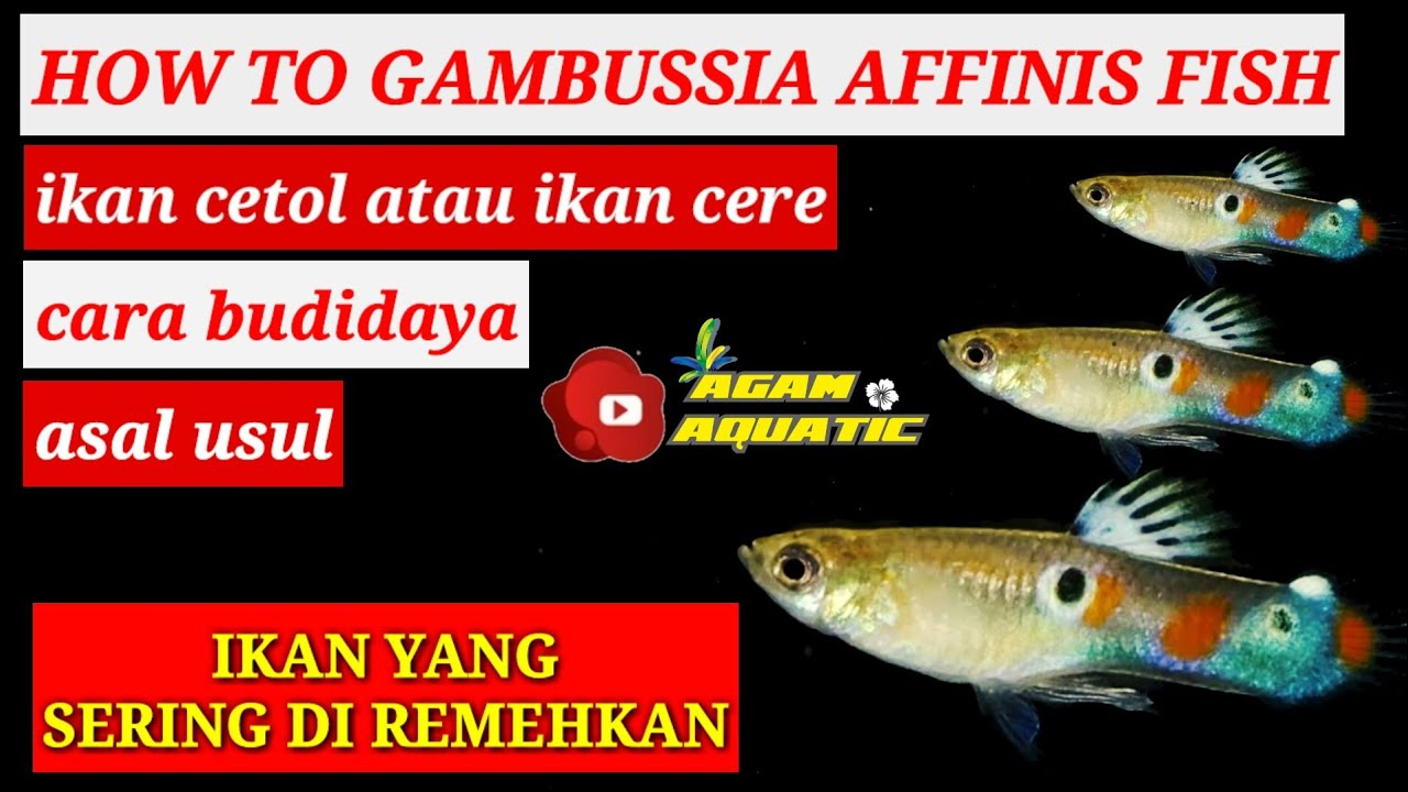 Budidaya Ikan Cere dan Asal Usulnya - YouTube